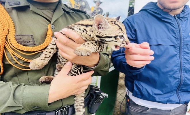 Rescatan Ocelote en Nariño | Policía Nacional de Colombia